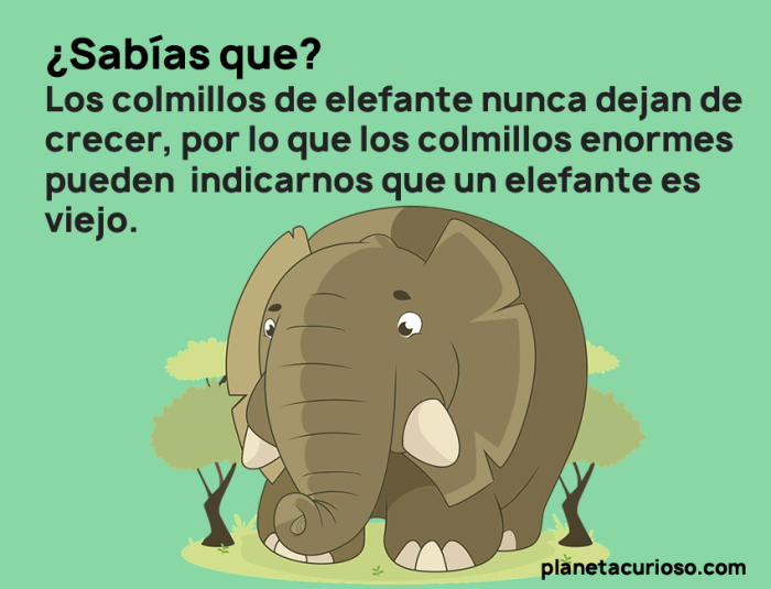 10 Datos Curiosos Para Ninos – SmartforLifeReviews 10 Datos Curiosos Para Ninos – SmartforLifeReviews